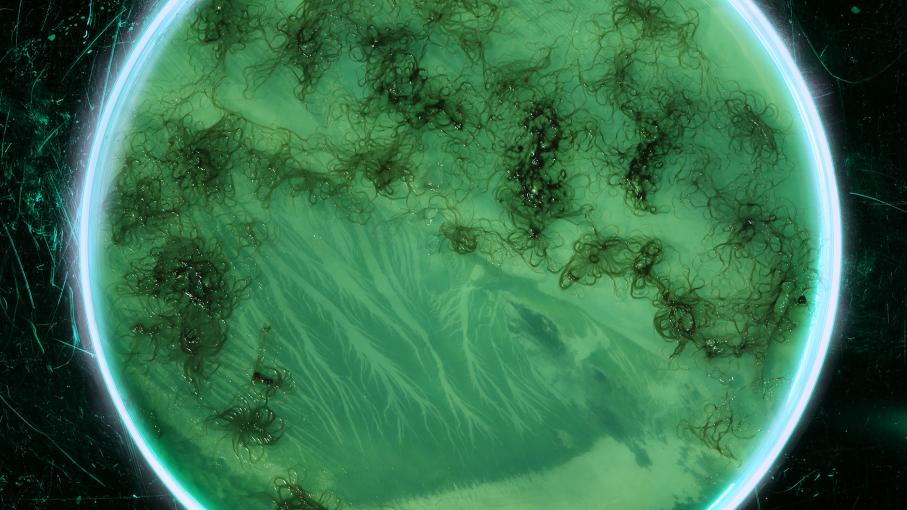 Algues vertes et photographie documentaire d'anticipation avec Alice ...